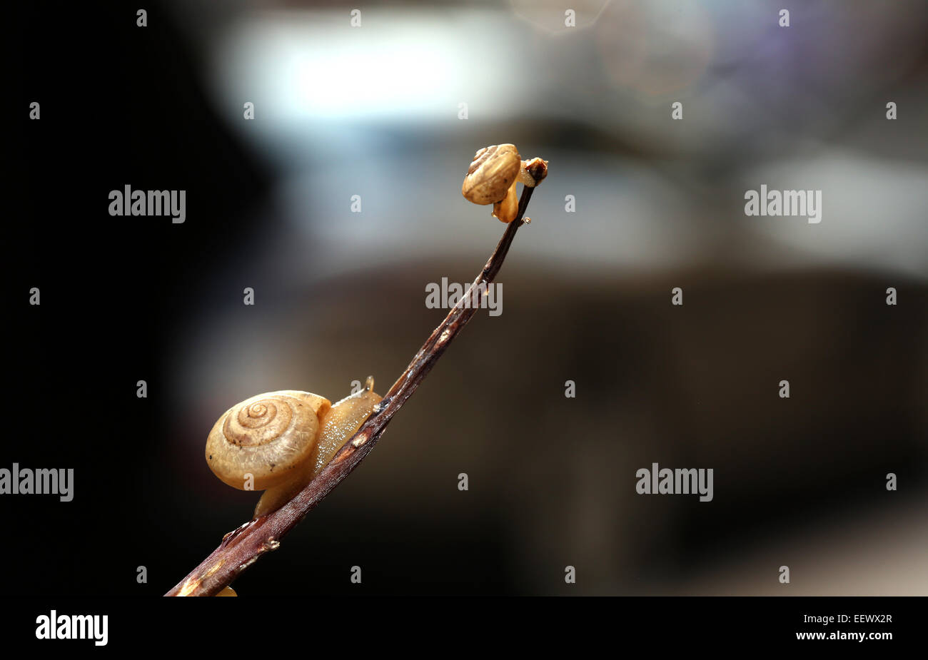 Beautiful snail hi-res stock photography and images - Alamy
