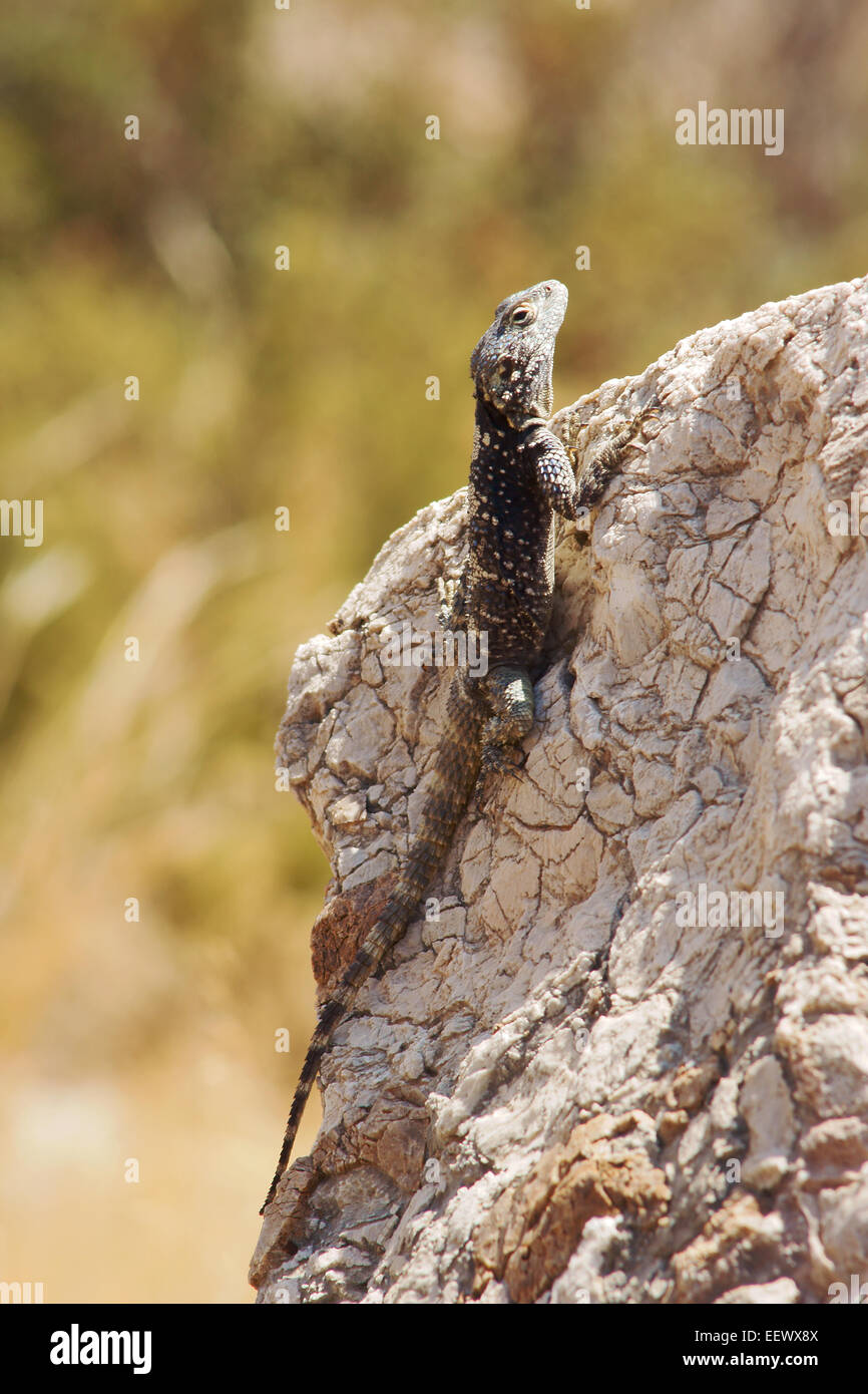 Greek lizard on a rock Stock Photo - Alamy
