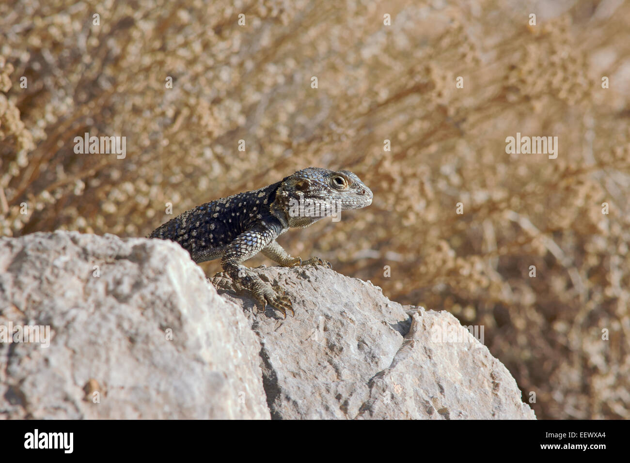 Greek lizard on a rock Stock Photo - Alamy
