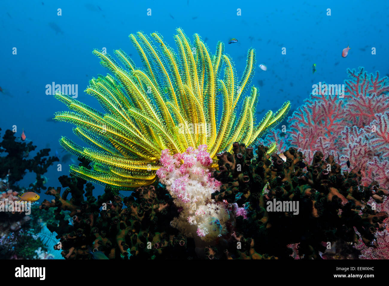Yellow Feather Star in Coral Reef, Comanthina schlegeli, Triton Bay ...