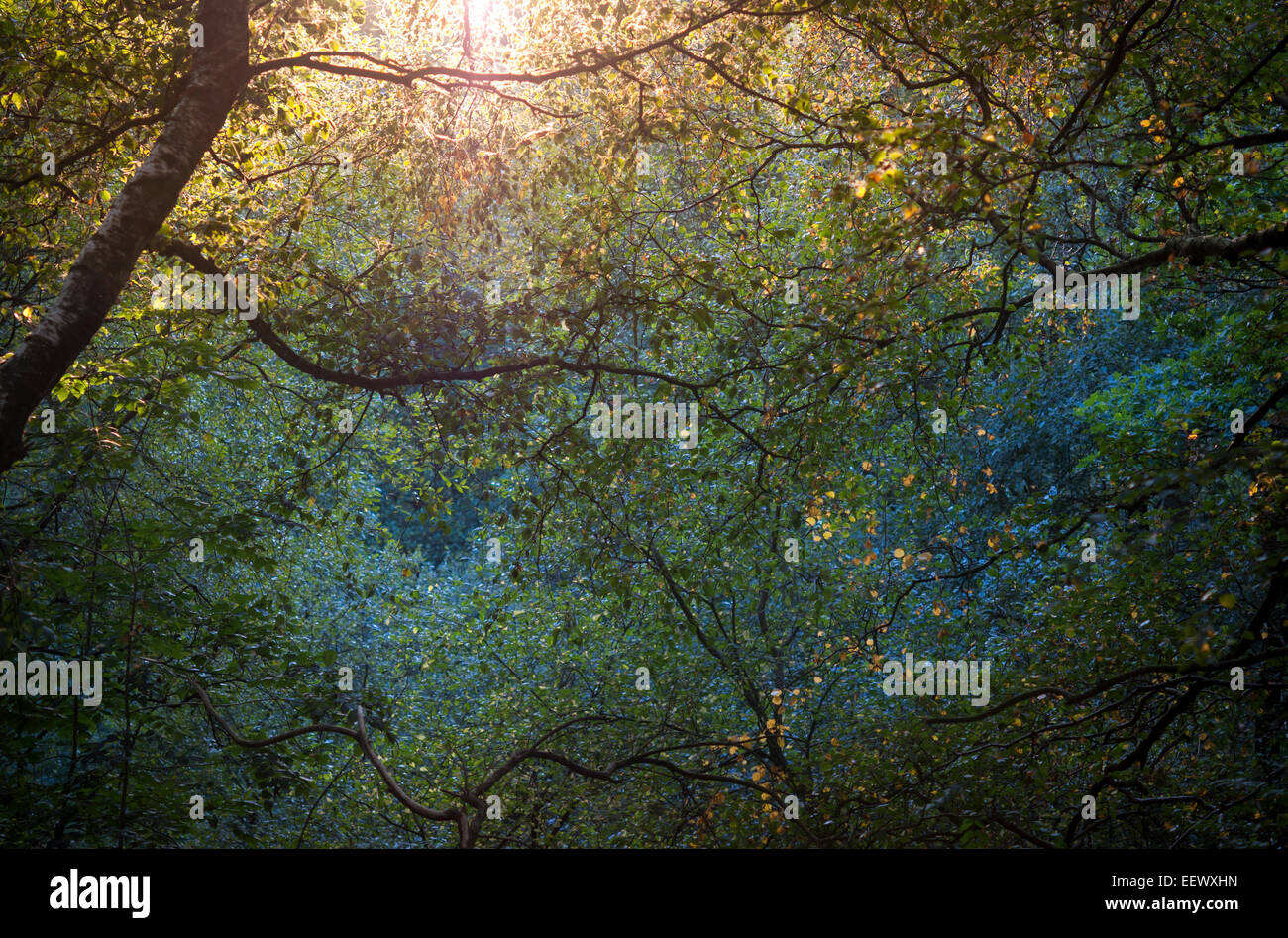 Magical light in a late summer English woodland. Birch trees with ...