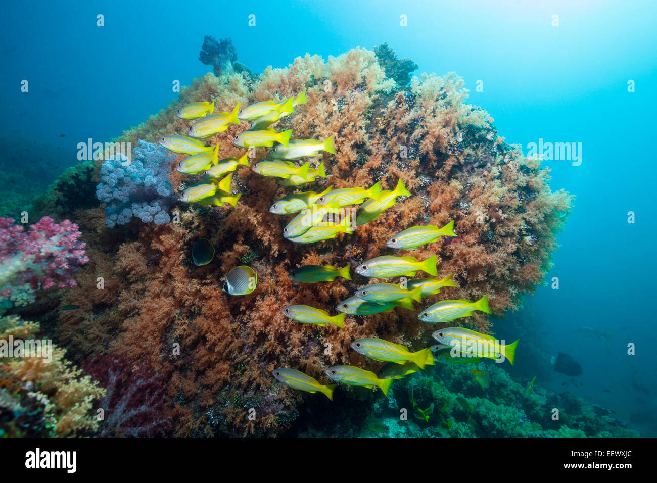 Birds eye fish hi-res stock photography and images - Alamy