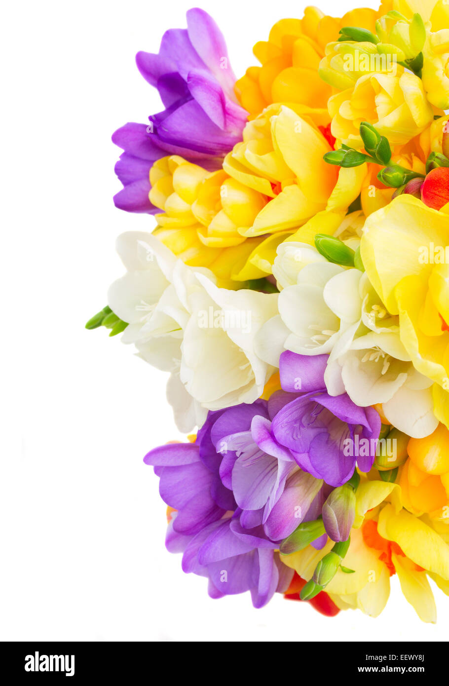 white, blue and yellow fresh freesia and daffodil flowers border ...