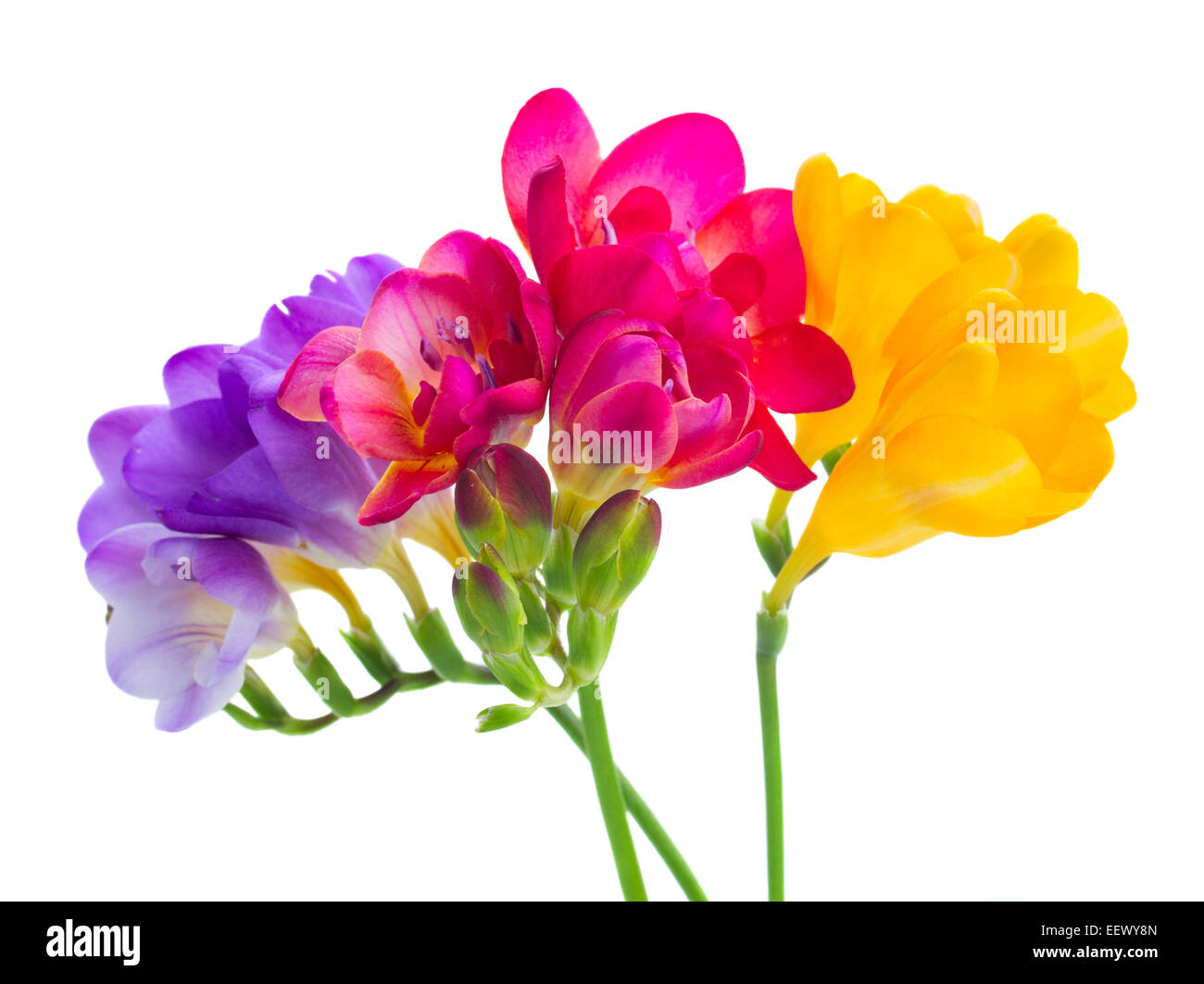 blue, pink and yellow freesia flowers border isolated on white ...