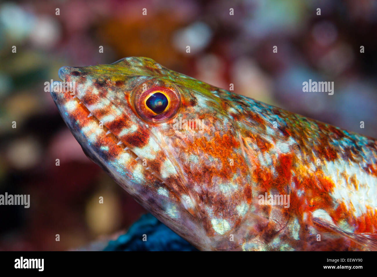 Reef Lizardfish, Synodus variegatus, Kai Islands, Moluccas, Indonesia ...