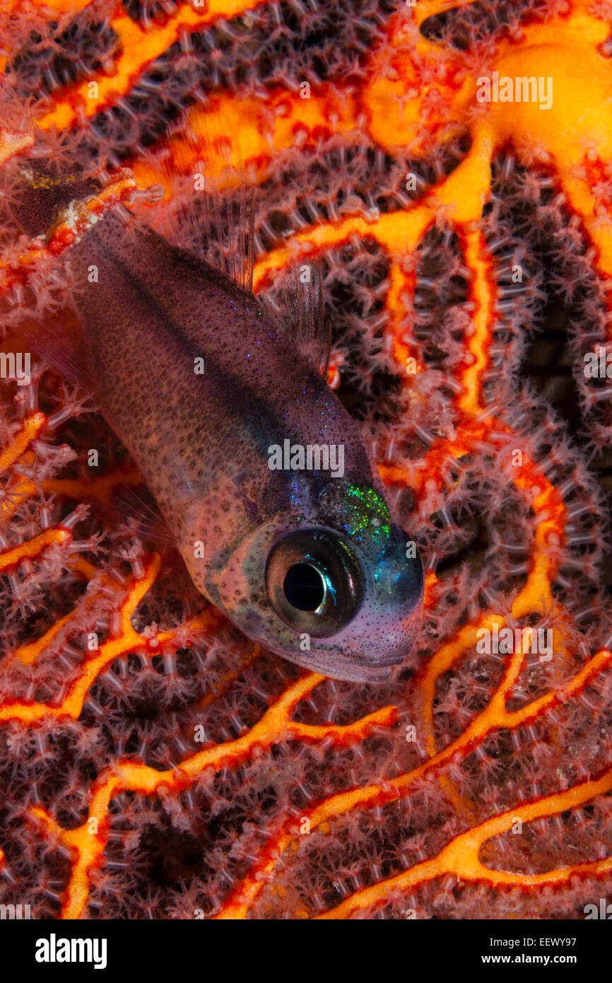Fish in Gorgonian, Kai Islands, Moluccas, Indonesia Stock Photo - Alamy