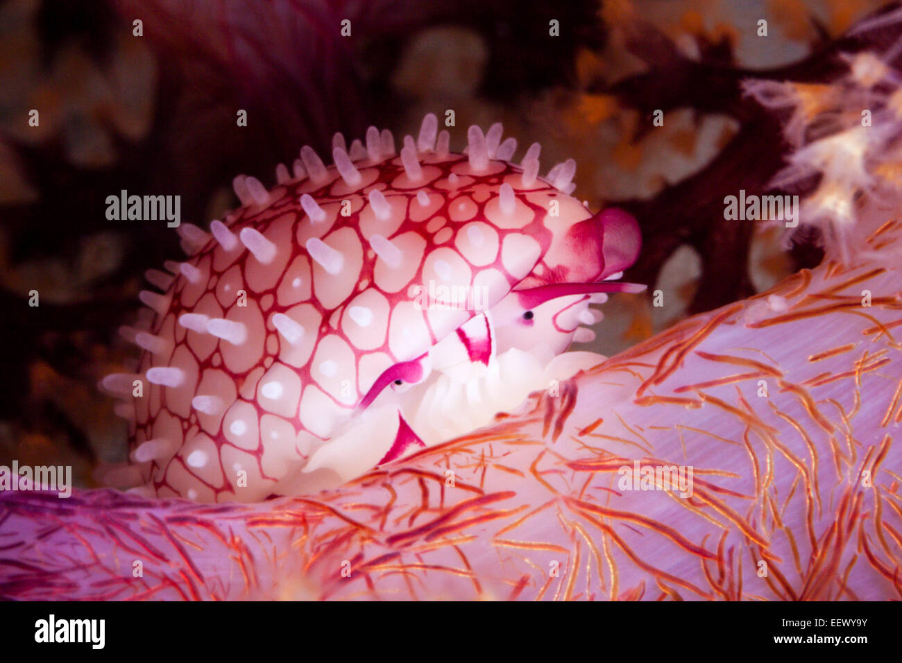 Allied cowrie new guinea hi-res stock photography and images - Alamy