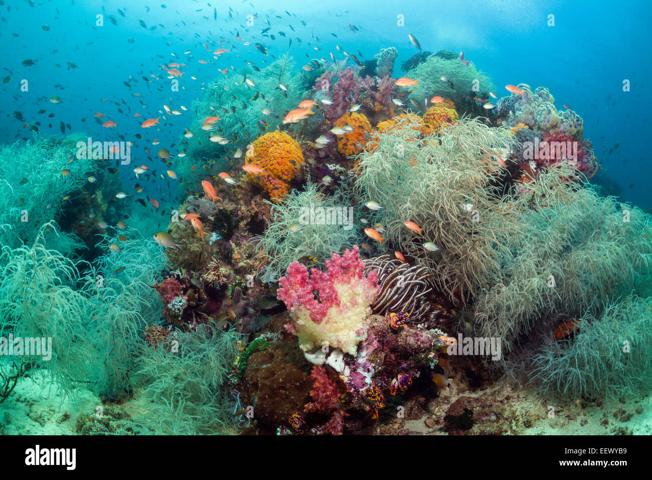 Black color colour colored coloured hi-res stock photography and images ...