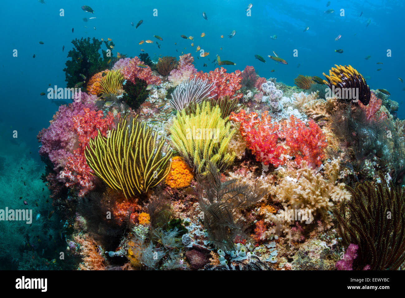 Colored Crinoid on Coral, Crinoidea, Triton Bay, West Papua, Indonesia ...
