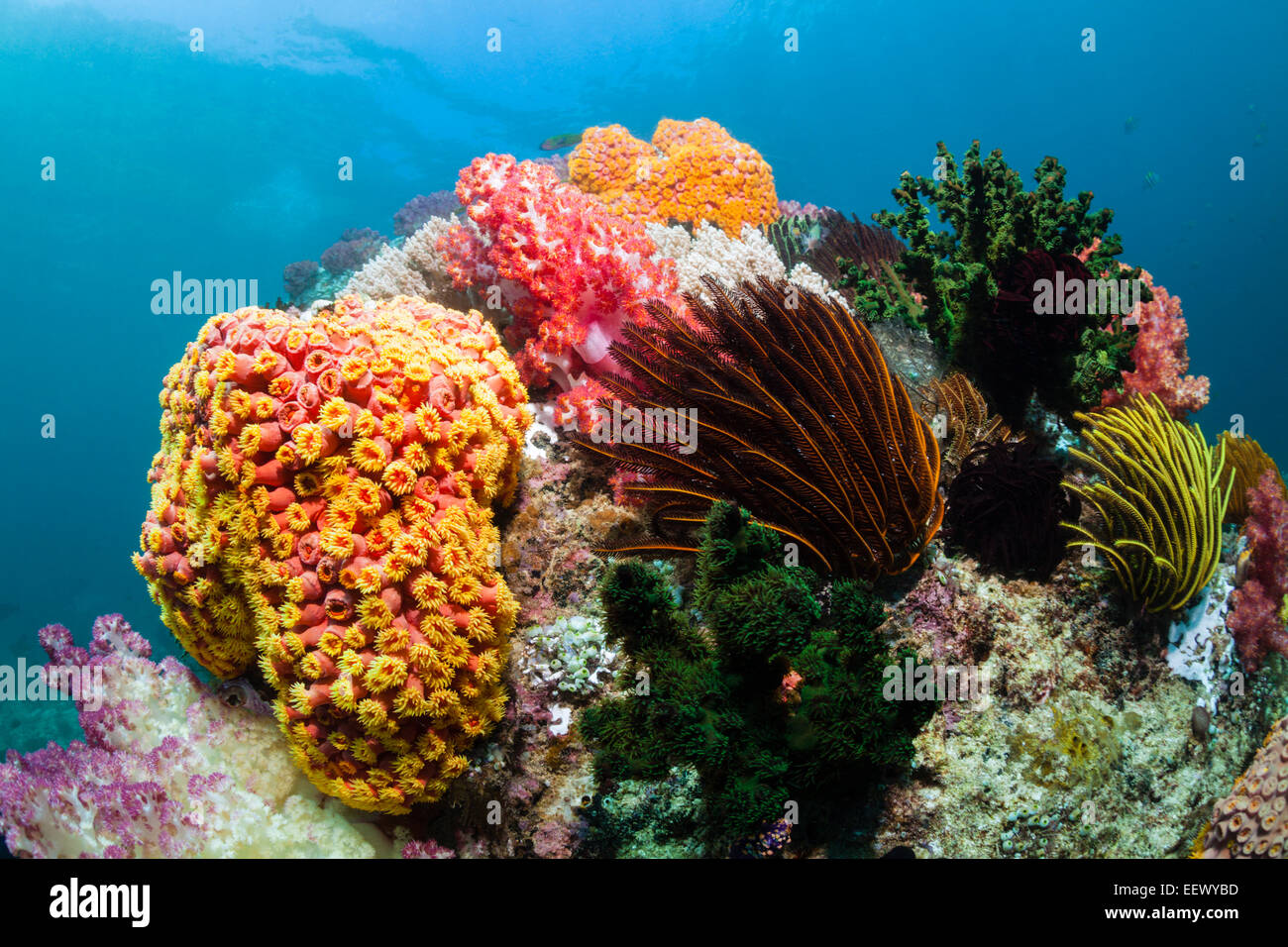 Colored Crinoid on Coral, Crinoidea, Triton Bay, West Papua, Indonesia ...