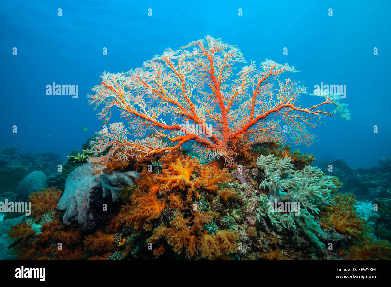 Melithaea species hi-res stock photography and images - Alamy