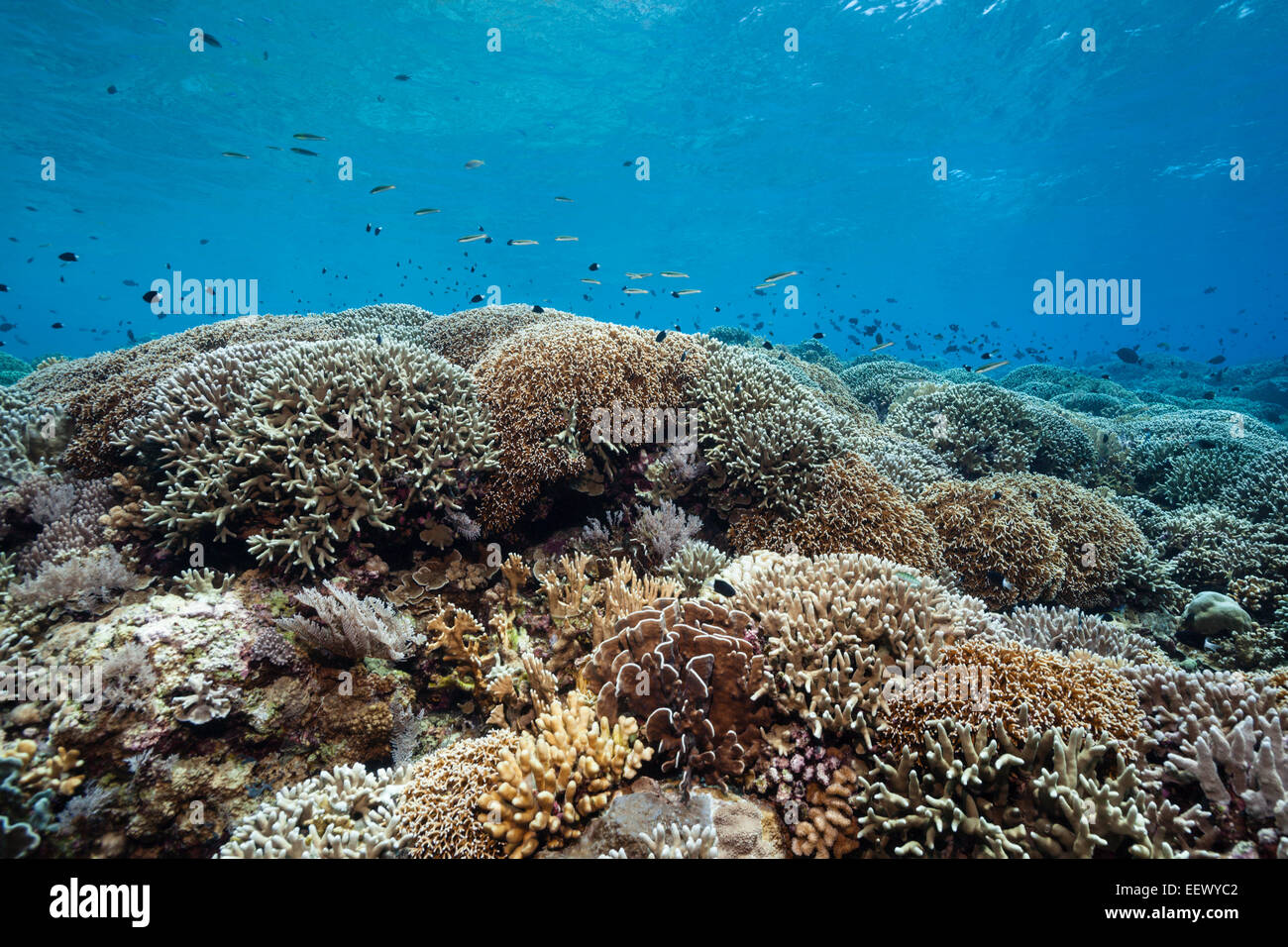Pristine Reef Top, Kai Islands, Moluccas, Indonesia Stock Photo - Alamy