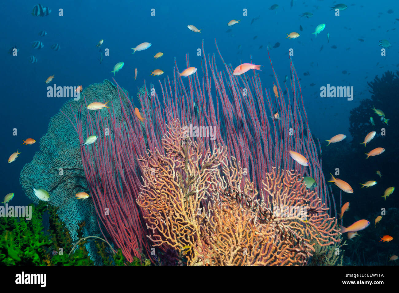 Variety of Gorgonians, Triton Bay, West Papua, Indonesia Stock Photo ...