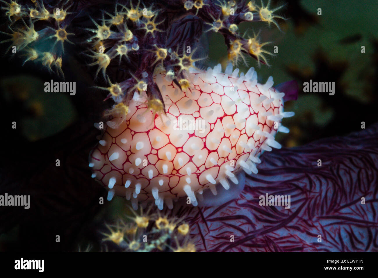 Allied cowrie new guinea hi-res stock photography and images - Alamy