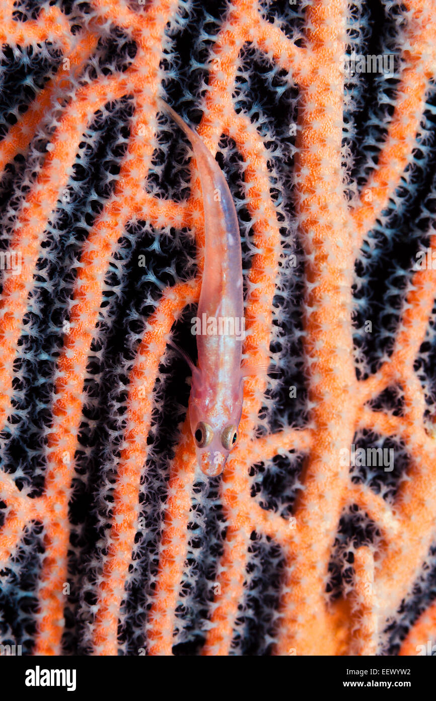Loki Whip Goby on Seafan, Bryaninops loki, Triton Bay, West Papua ...