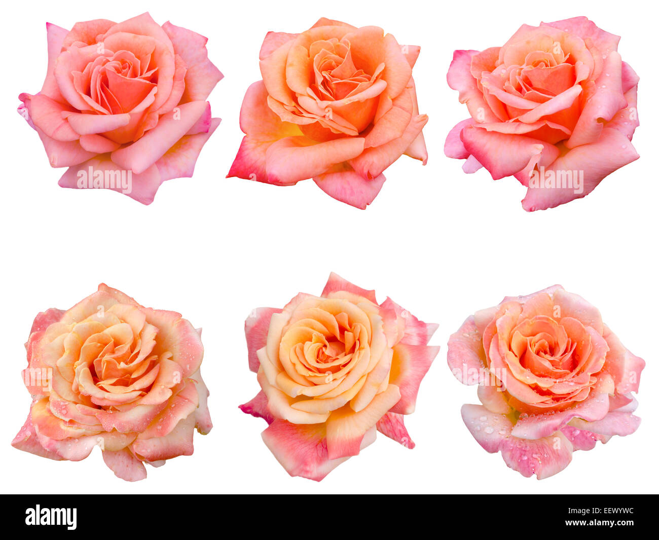collage of six pink roses Stock Photo - Alamy