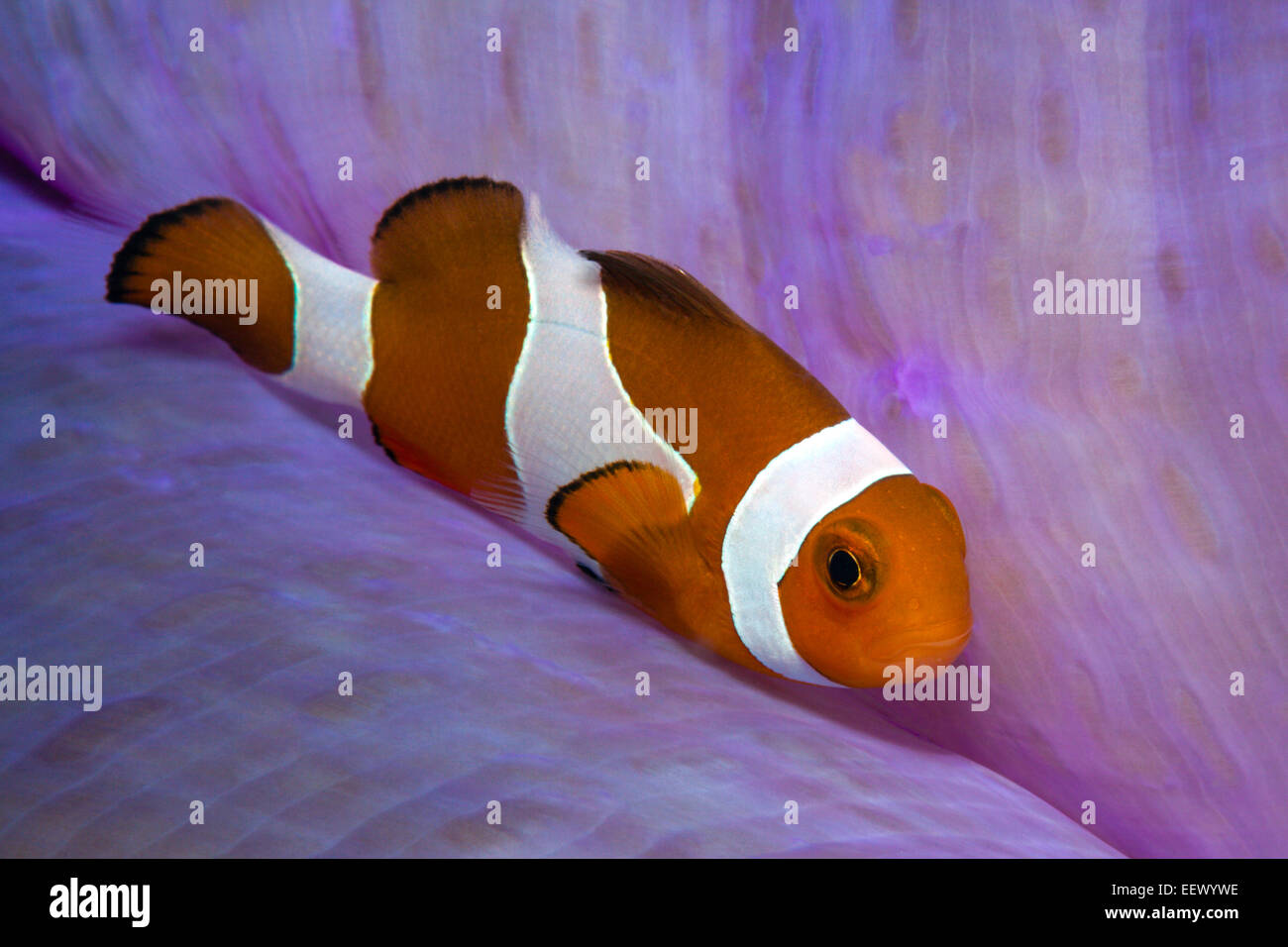Clown Anemonefish, Amphiprion ocellaris, Triton Bay, West Papua ...