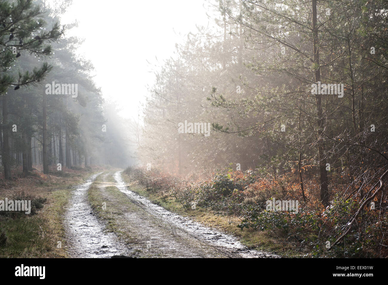 Empty track in thawing forest, Cannock Chase, Staffordshire, UK Stock ...