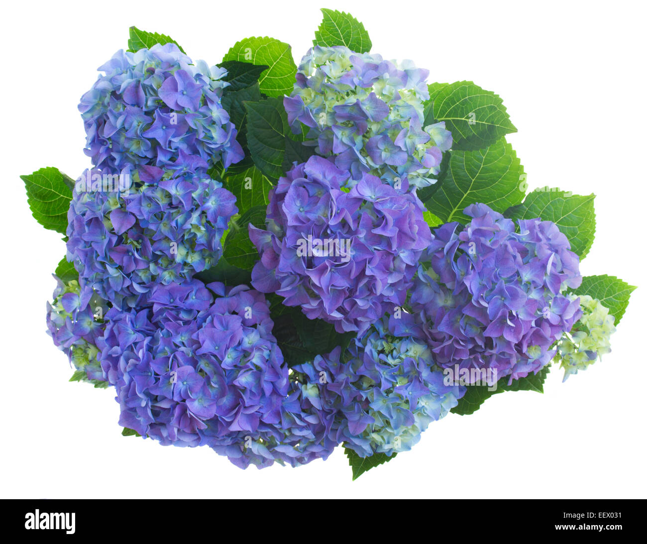 bouquet of of fresh blue hortensia flowers isolated on white background ...