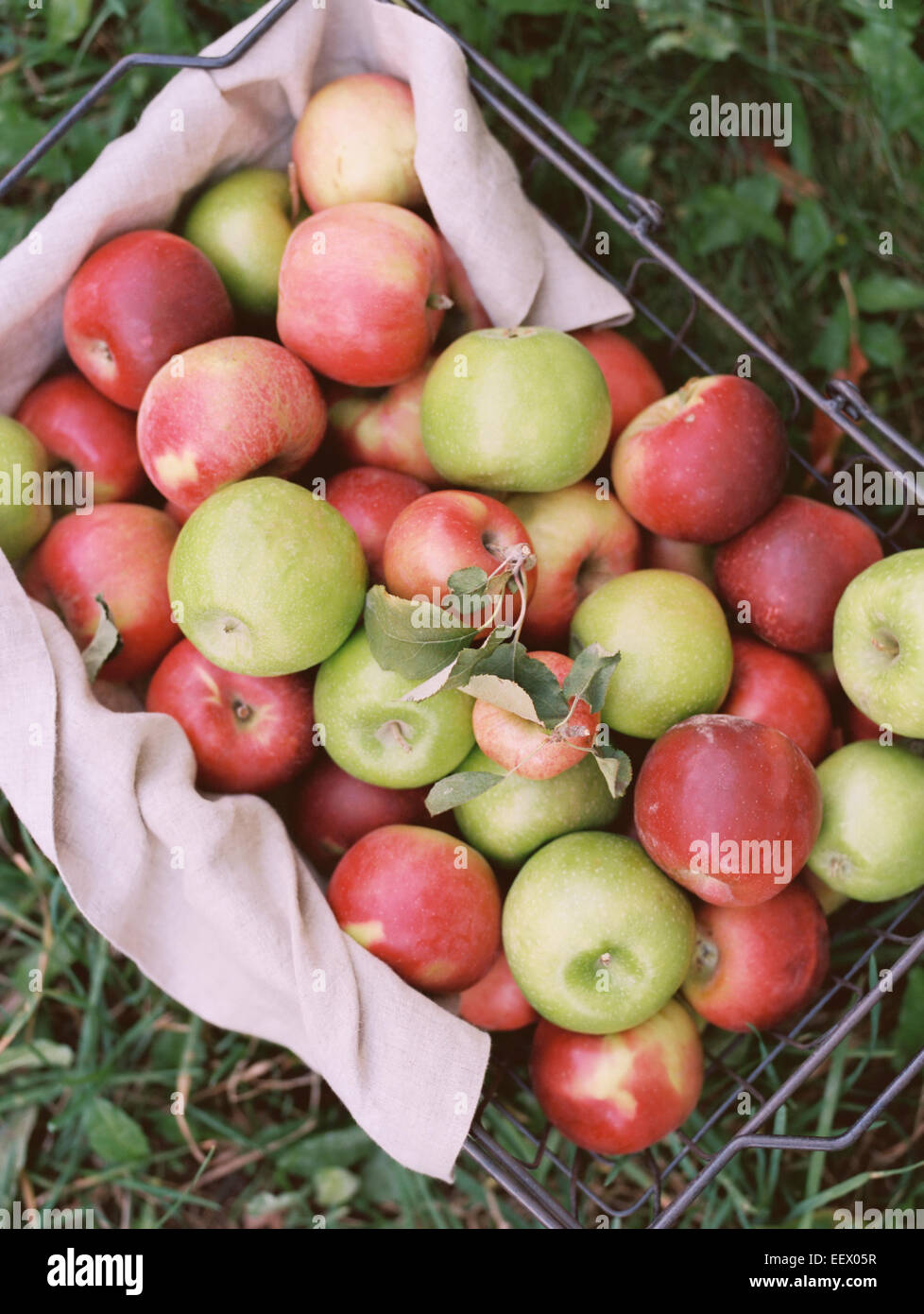 Apple orchard. A basket of apples Stock Photo - Alamy