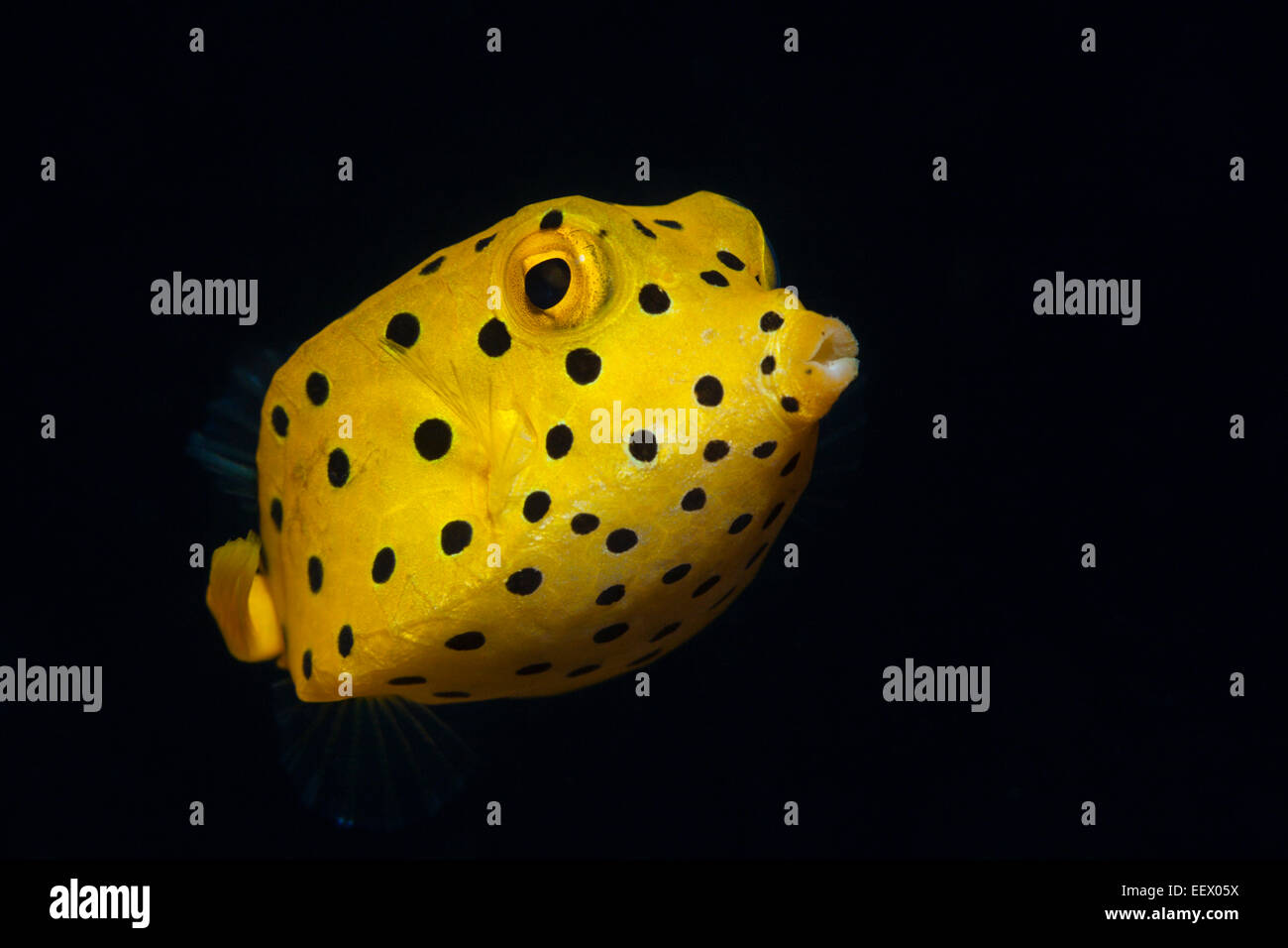 Juvenile Yellow Boxfish, Ostracion cubicus, Ambon, Moluccas, Indonesia ...