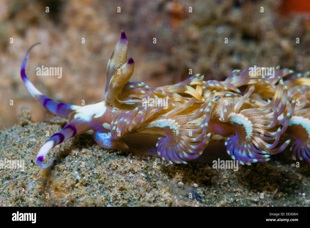 Aeolid Nudibranch, Pteraeolidia ianthina, Ambon, Moluccas, Indonesia ...