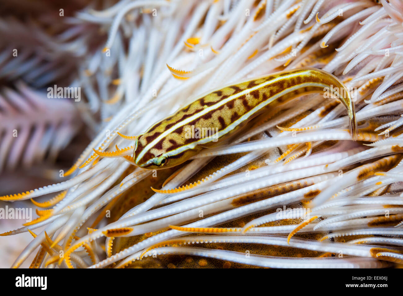 Clingfish inside crinoid discotrema crinophila hi-res stock photography ...