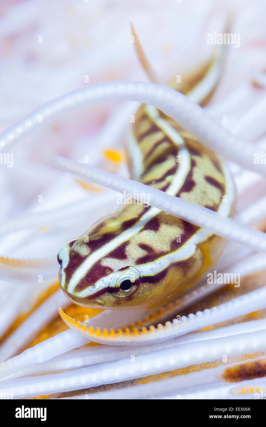Clingfish inside Crinoid, Discotrema crinophila, Ambon, Moluccas ...