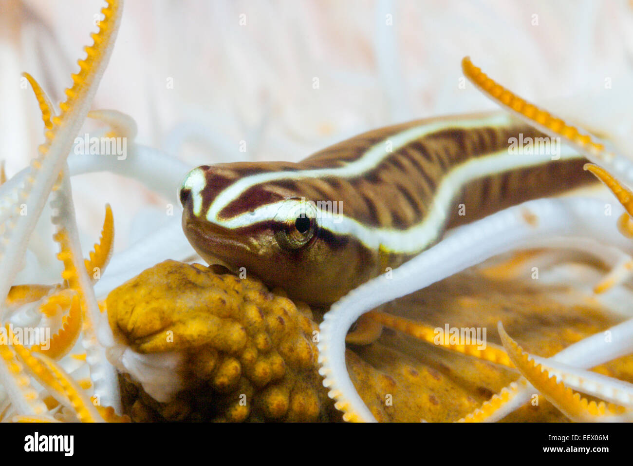 Clingfish inside Crinoid, Discotrema crinophila, Ambon, Moluccas ...