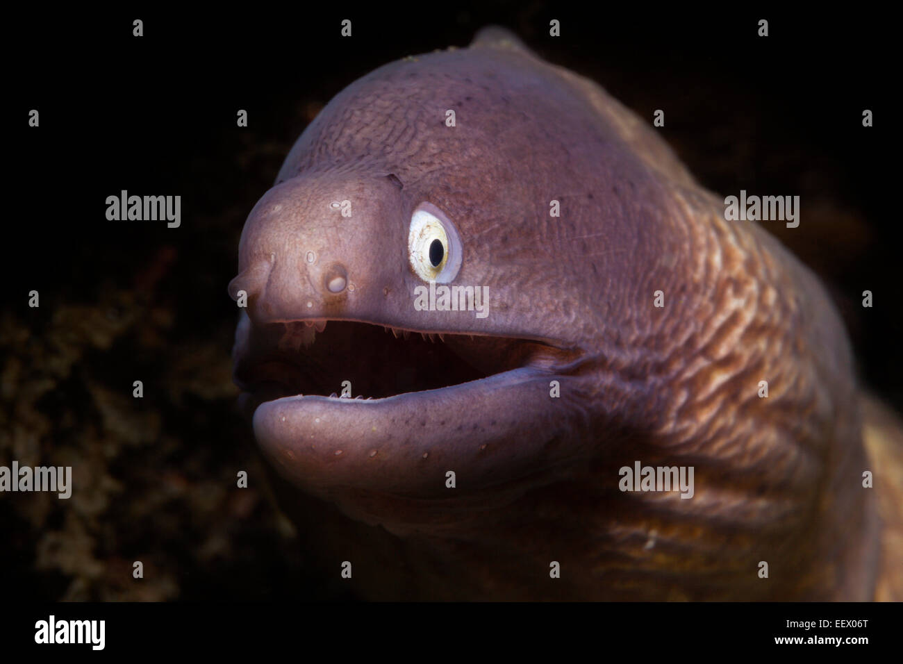 White moray ambon hi-res stock photography and images - Alamy