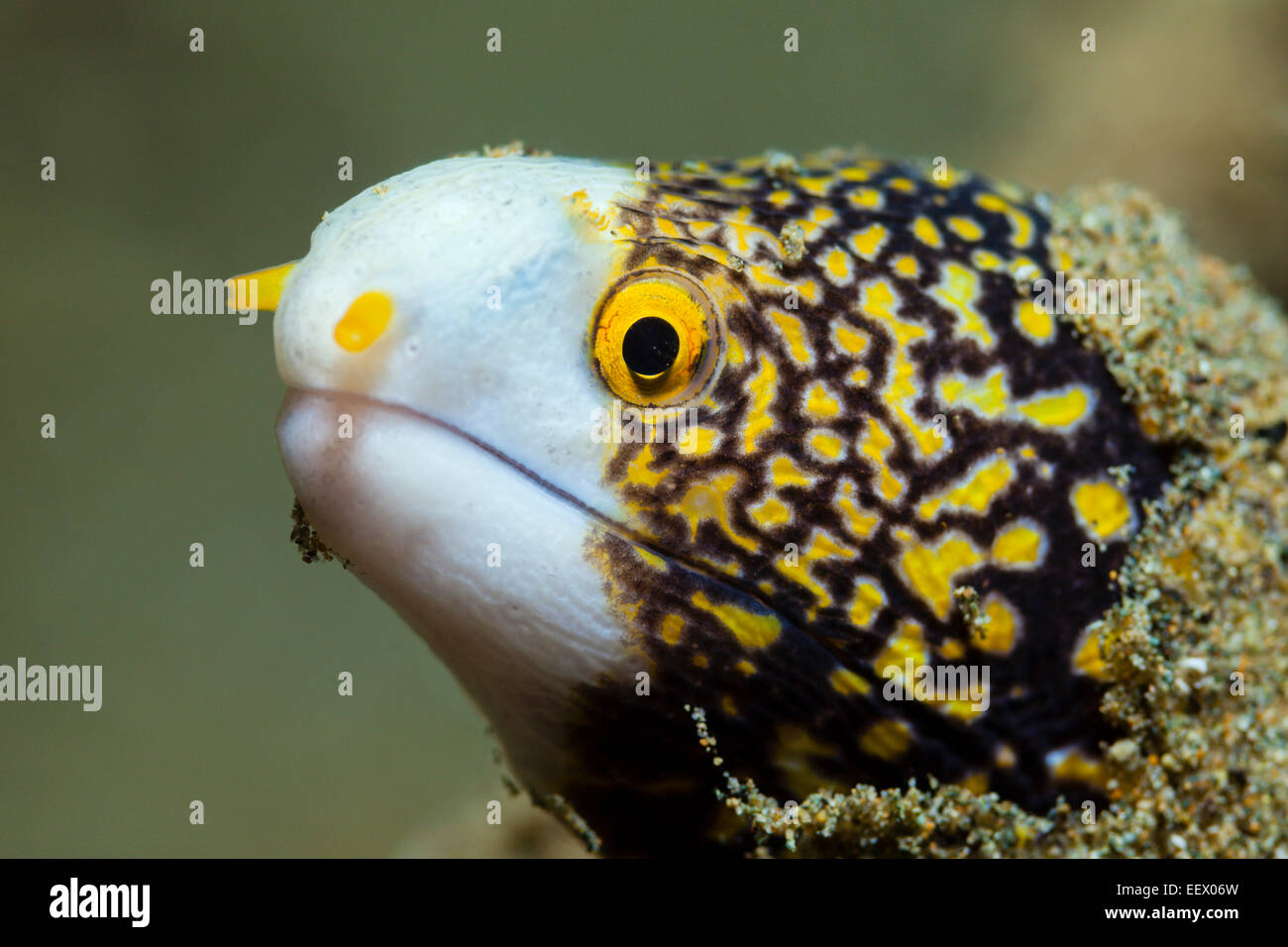 Snowflake Moray, Echidna nebulosa, Ambon, Moluccas, Indonesia Stock ...