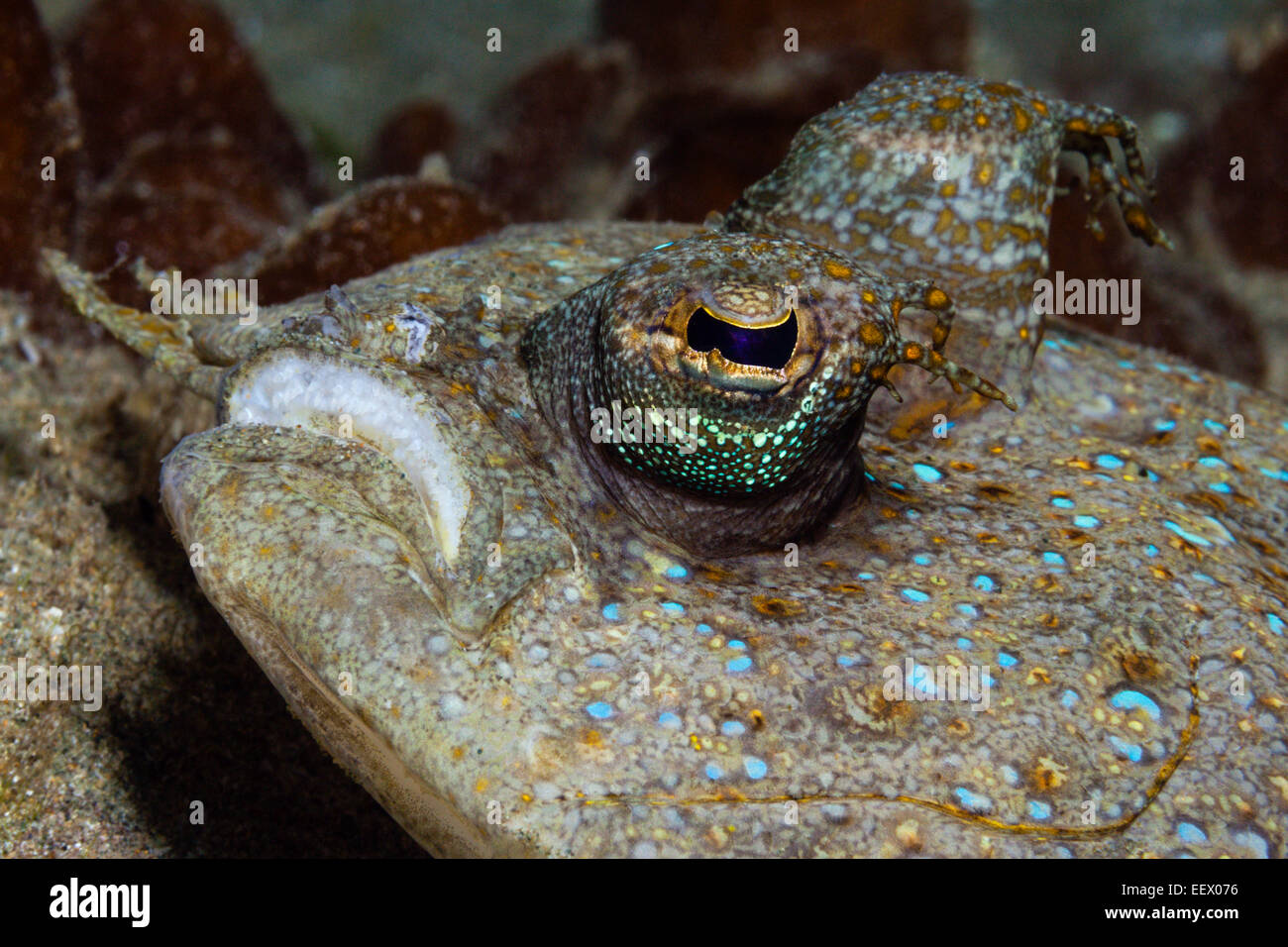 Leopard Flounder, Bothus pantherinus, Ambon, Moluccas, Indonesia Stock ...