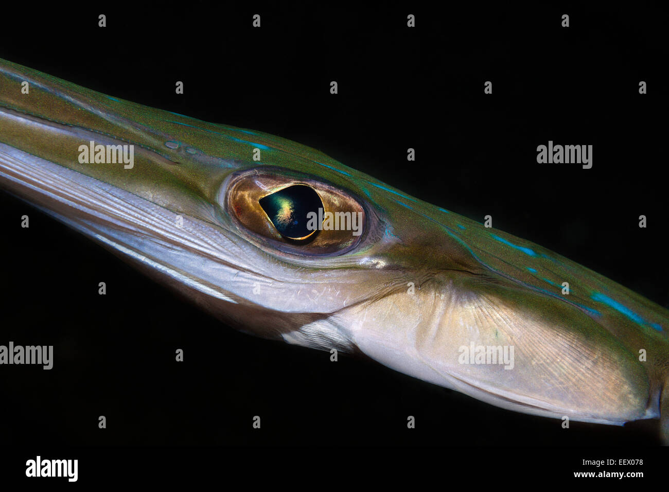 Smooth flutemouth fish hi-res stock photography and images - Alamy