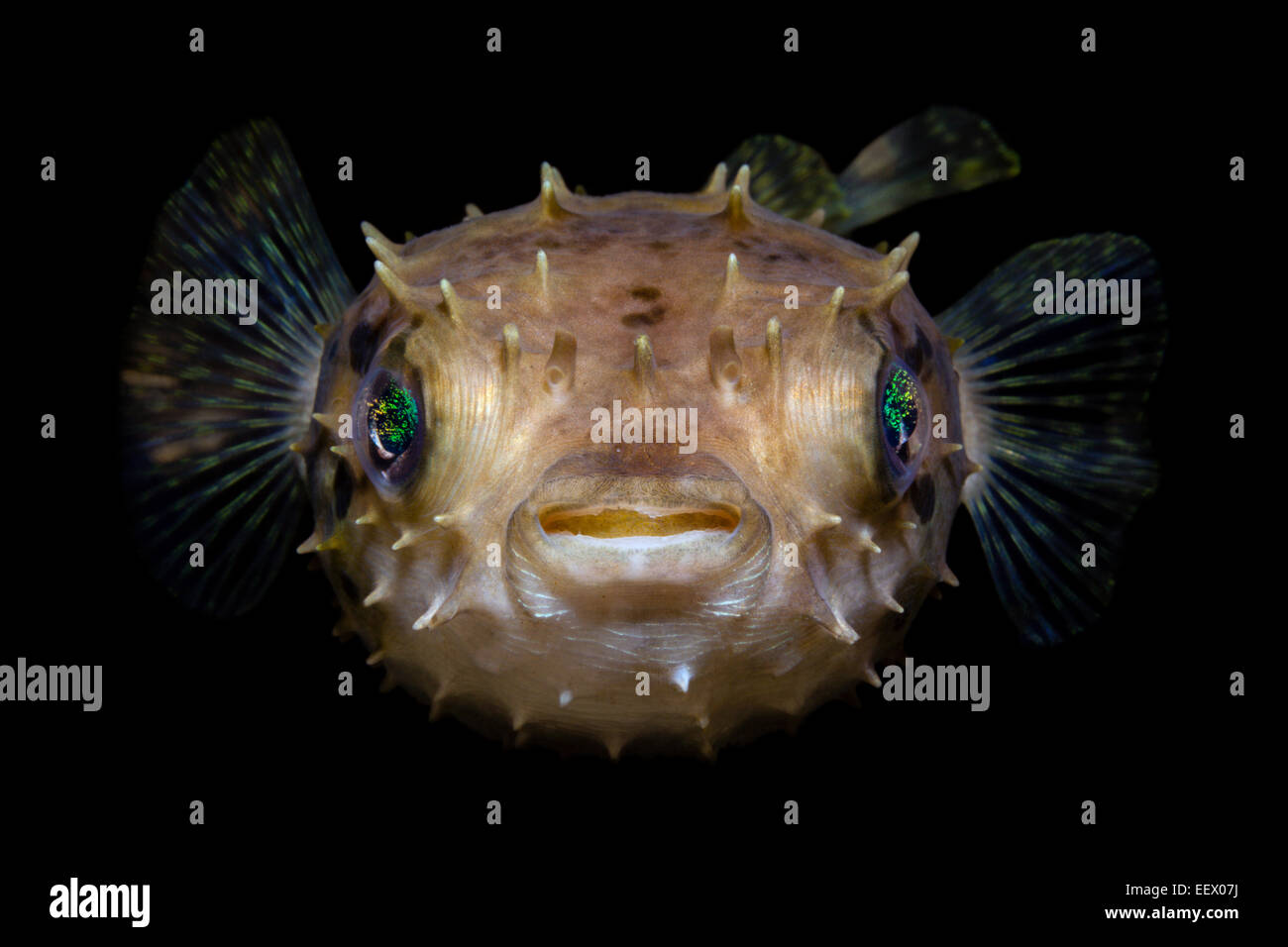 Cyclichthys orbicular hi-res stock photography and images - Alamy