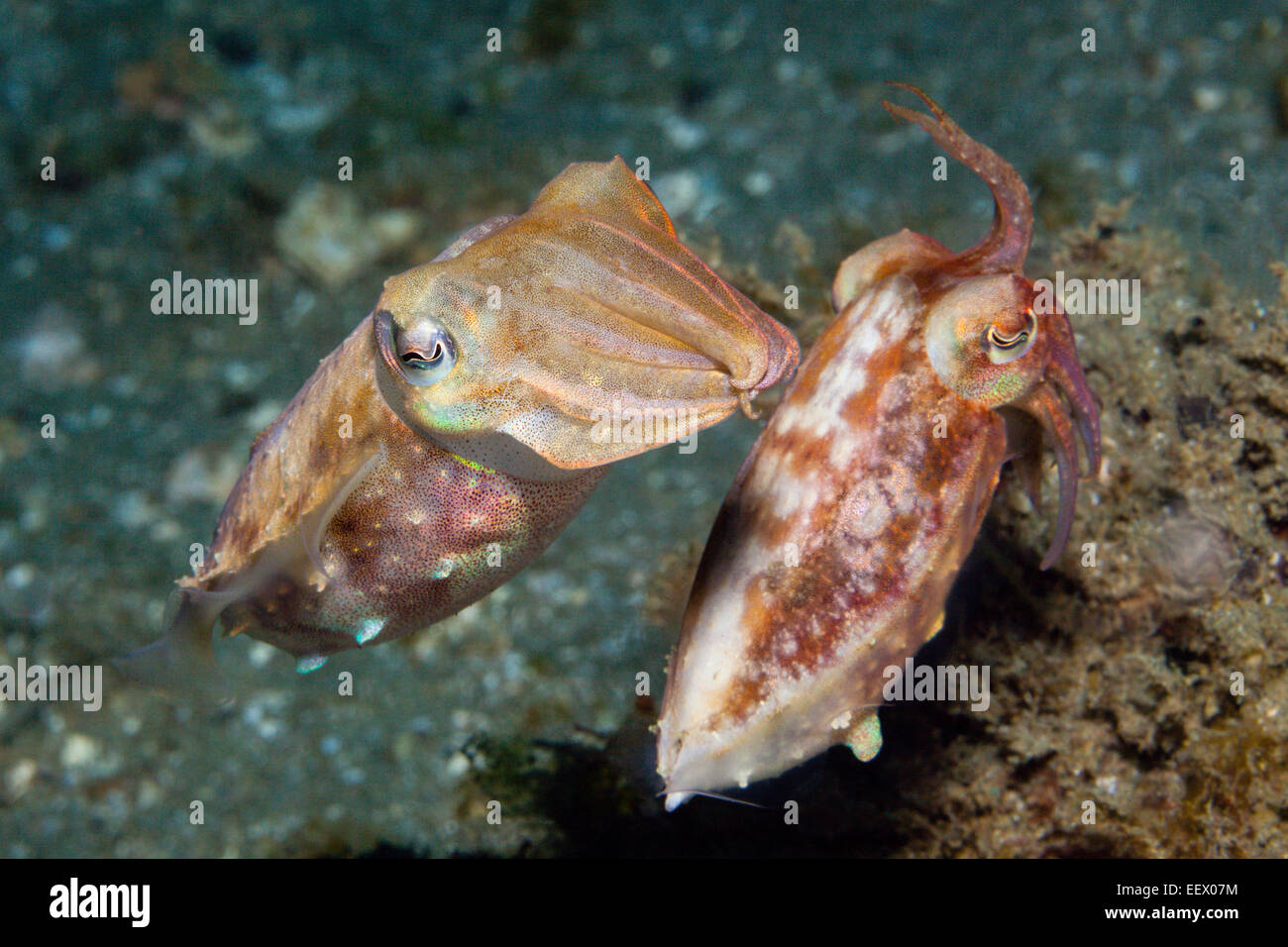 Sepia sp hi-res stock photography and images - Alamy