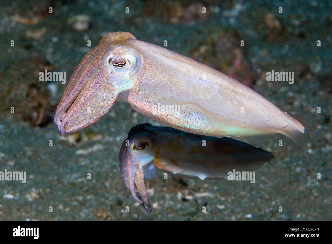 Courtship Display of Cuttlefish, Sepia sp., Ambon, Moluccas, Indonesia ...