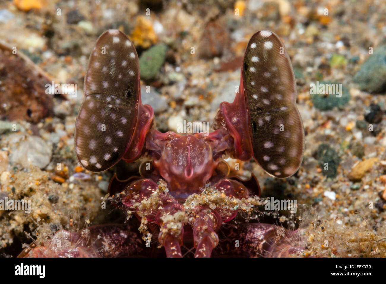 Compound Eyes of Spearing Mantis Shrimp, Lysiosquillina sp., Ambon ...