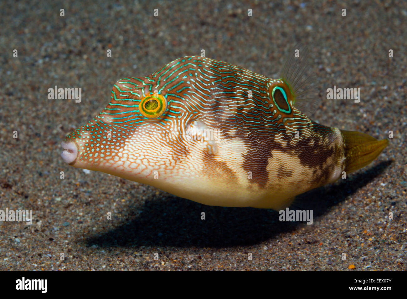 Fingerprint toby puffer fish canthigaster hi-res stock photography and ...