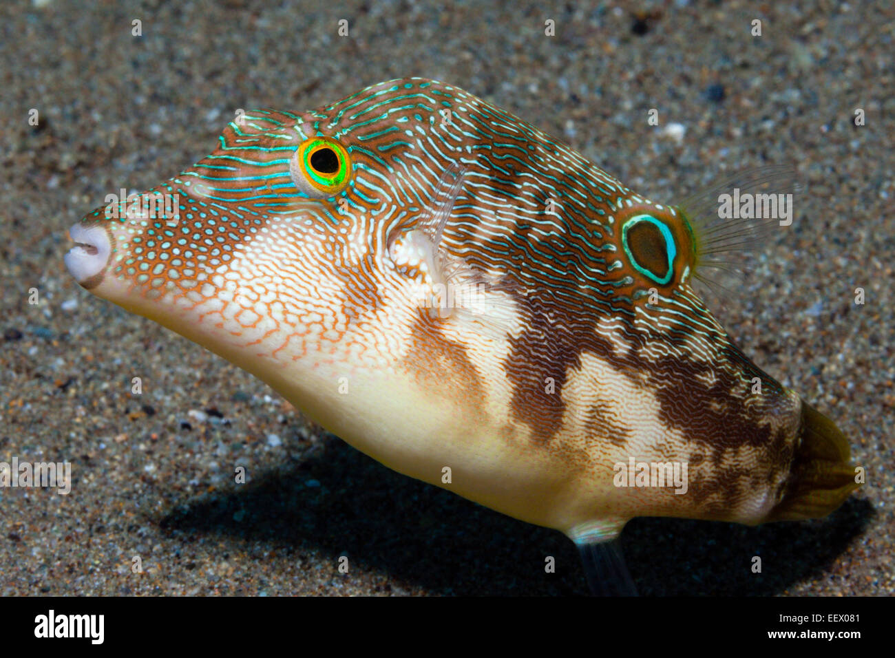 Fingerprint toby puffer fish canthigaster hi-res stock photography and ...