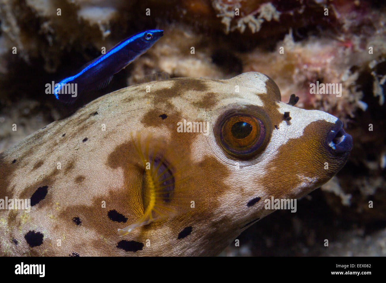 Blackspotted puffer arothron nigropunctatus hi-res stock photography ...