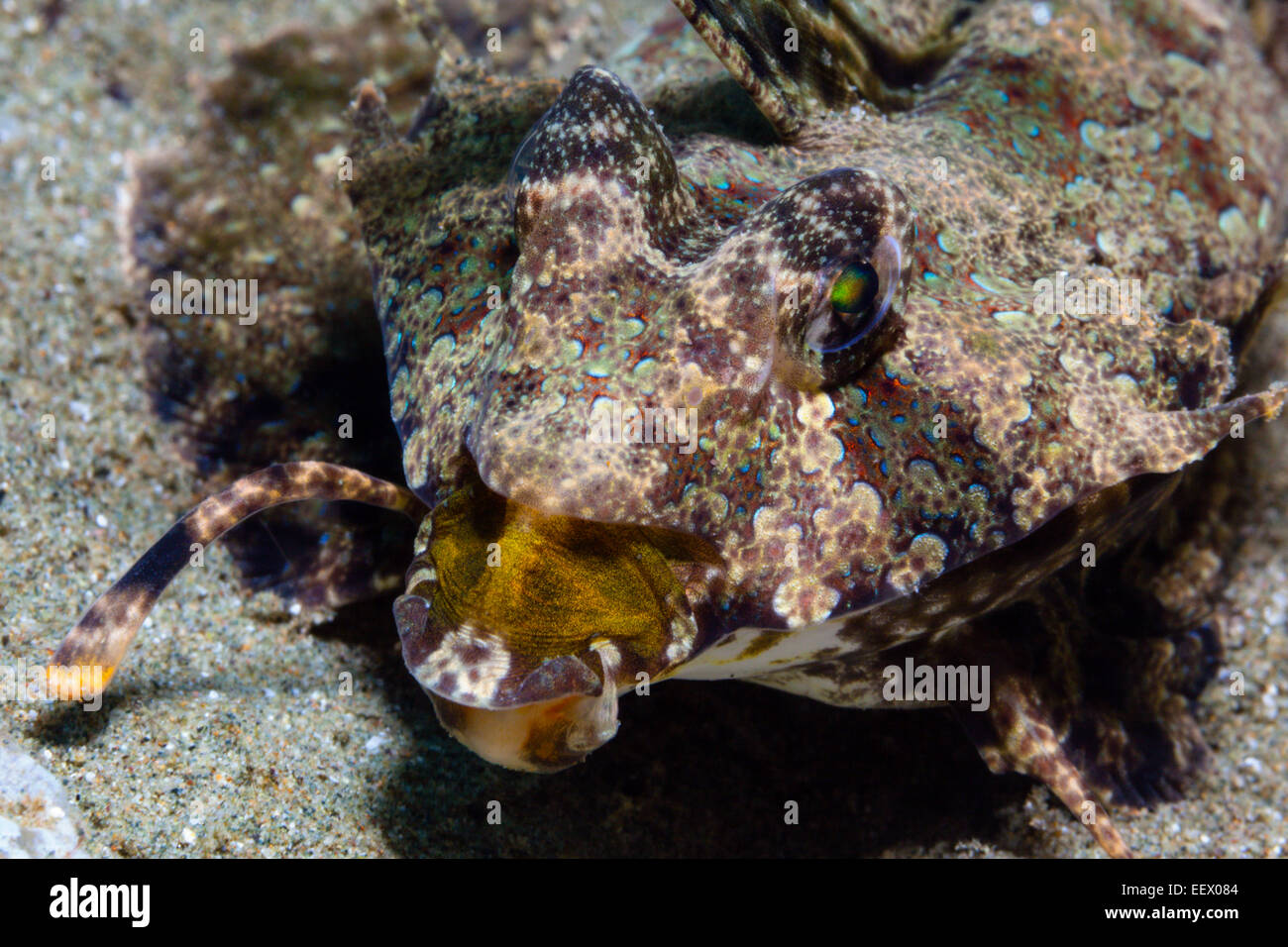 Fingered Dragonet, Dactylopus dactylopus, Ambon, Moluccas, Indonesia ...