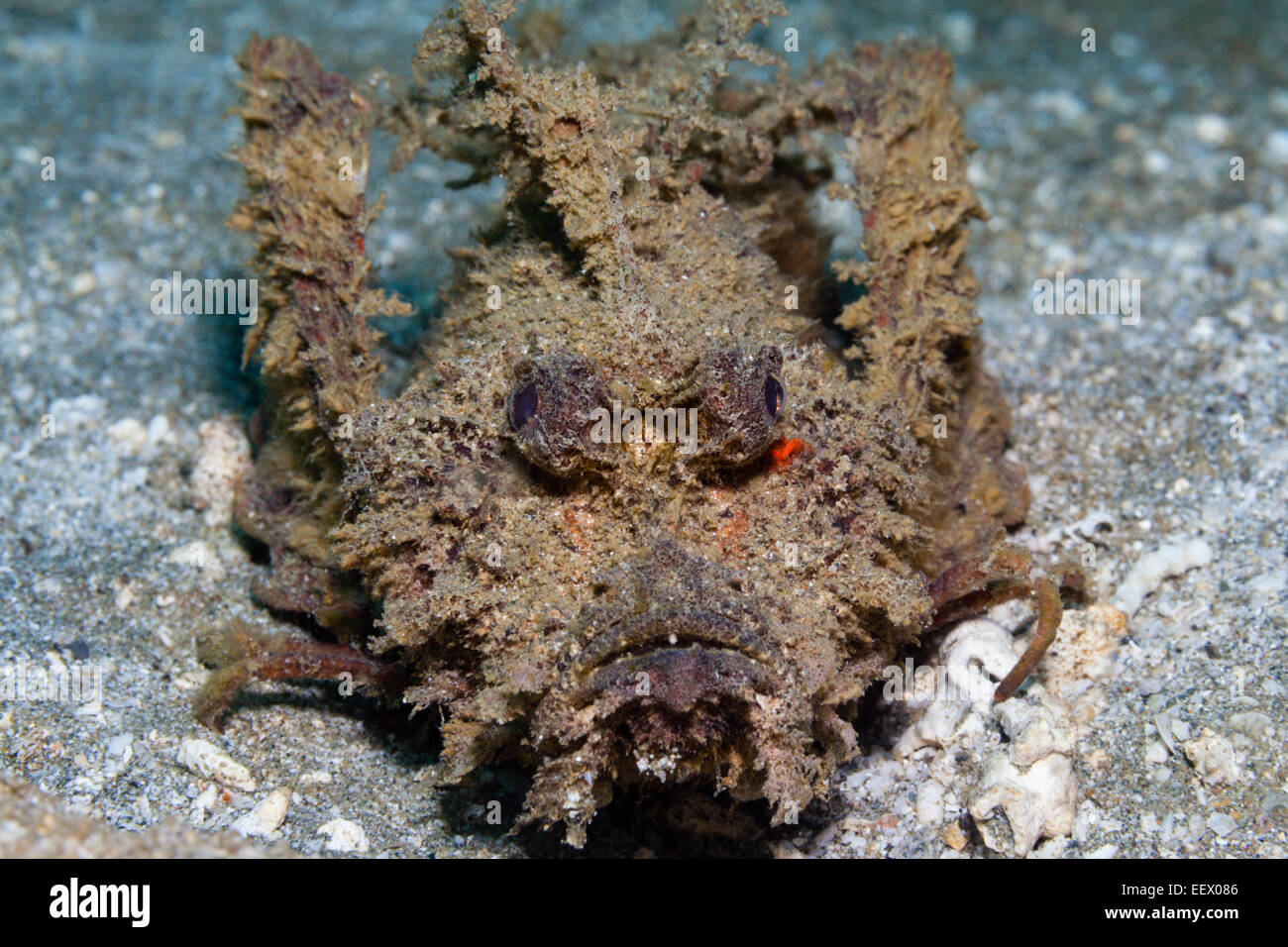 Spiny Devilfish, Inimicus didactylus, Ambon, Moluccas, Indonesia Stock ...