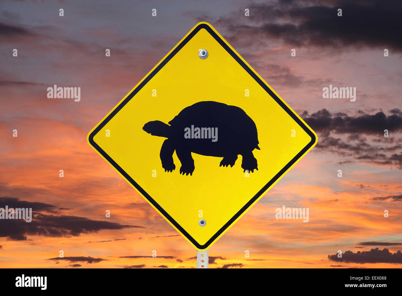 Desert Tortoise crossing caution sign with sunrise sky Stock Photo - Alamy