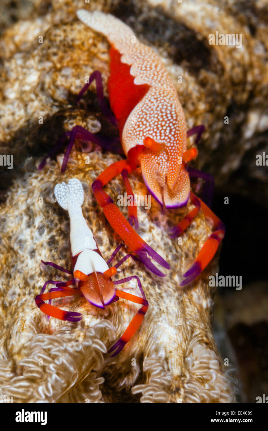 Pair of crabs hi-res stock photography and images - Alamy