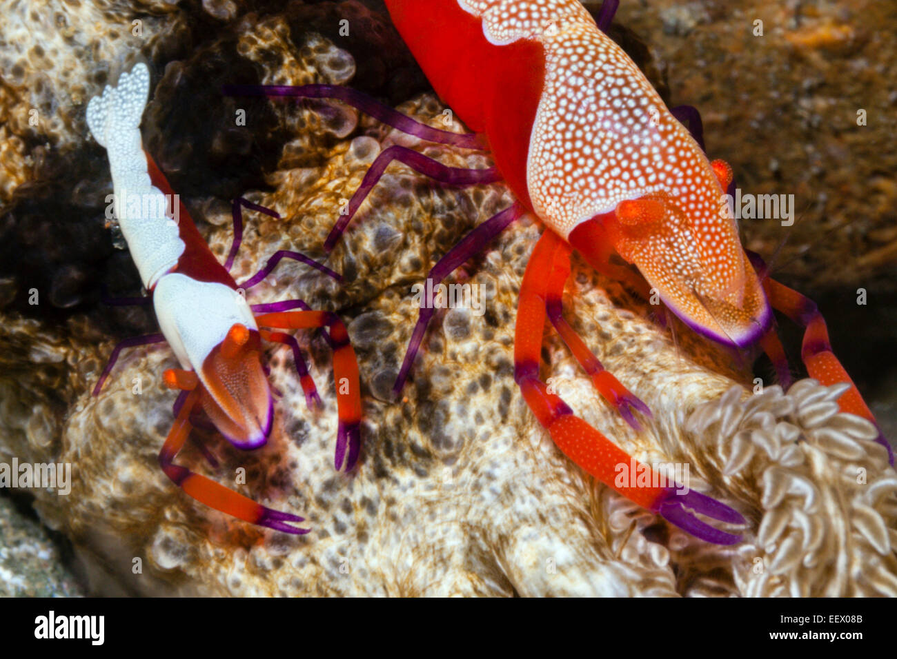 Pair of Emperor Shrimp, Periclimenes imperator, Ambon, Moluccas ...