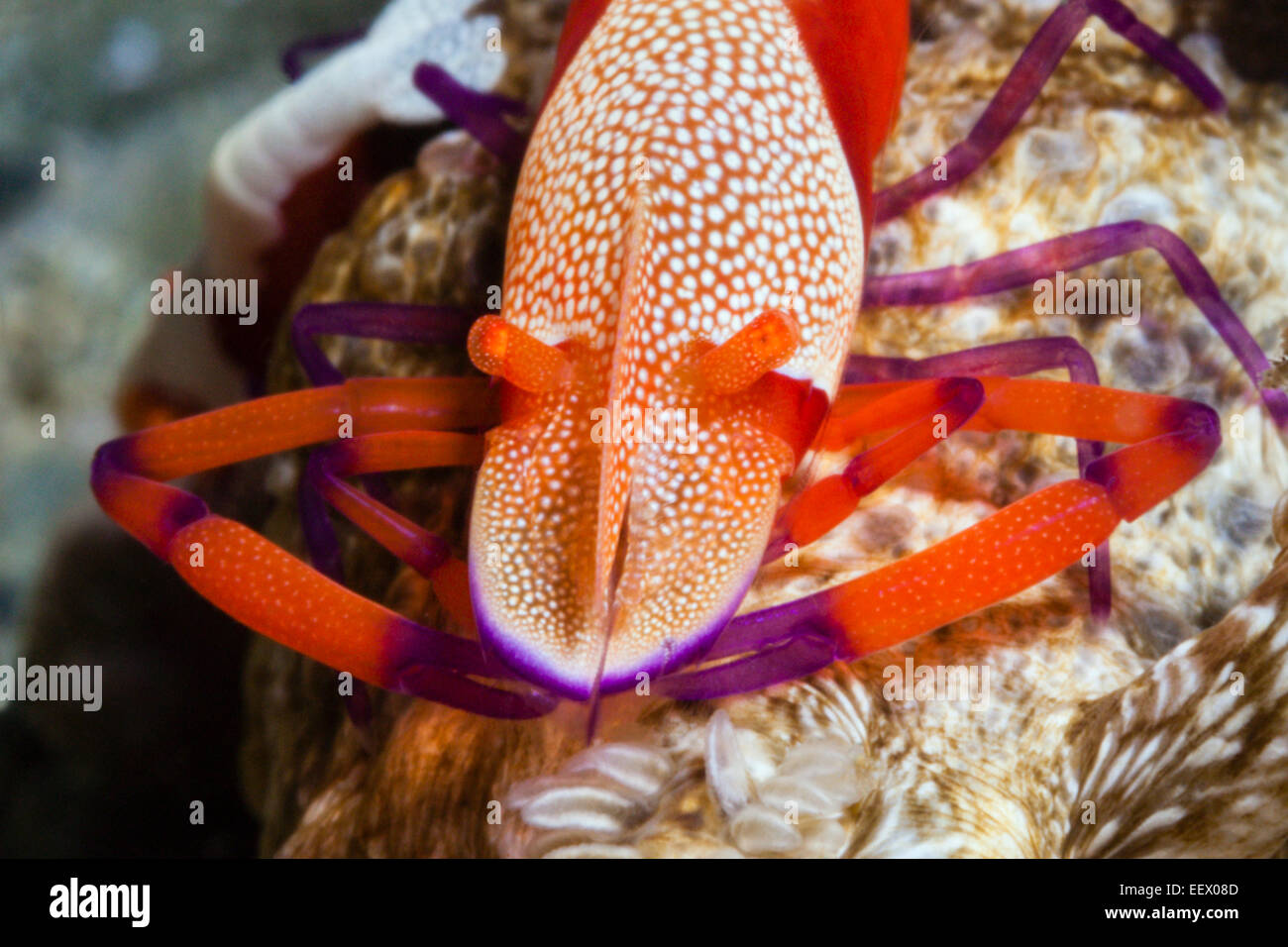 Emperor Shrimp, Periclimenes imperator, Ambon, Moluccas, Indonesia ...