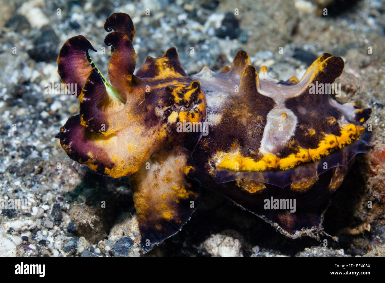 Pfeffers Flamboyant Cuttlefish, Metasepia pfefferi, Ambon, Moluccas ...