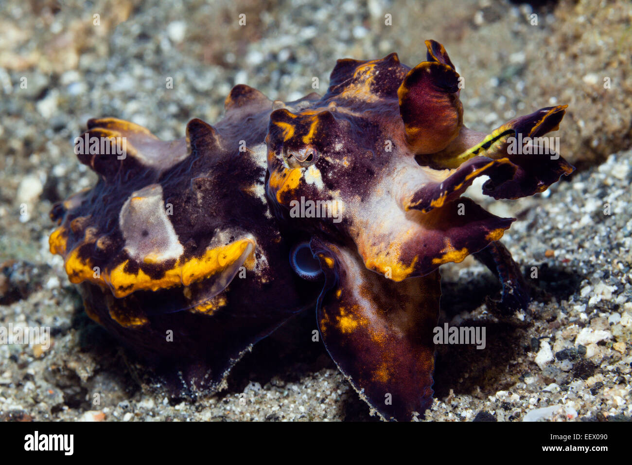 Pfeffers Flamboyant Cuttlefish, Metasepia pfefferi, Ambon, Moluccas ...