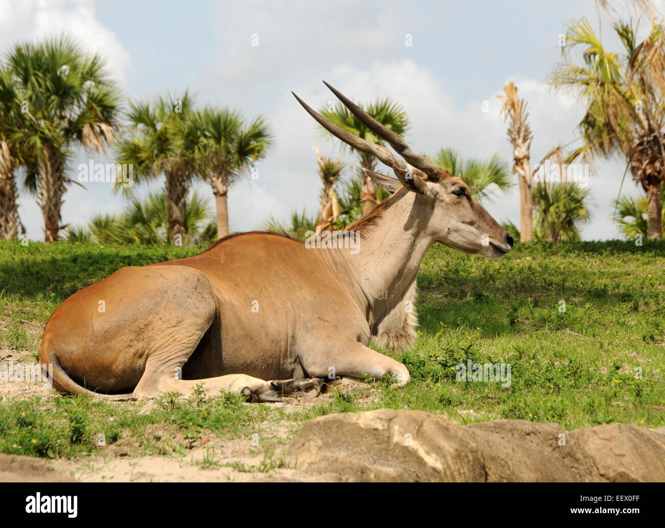 Wild African antelope resting in the sun Stock Photo - Alamy