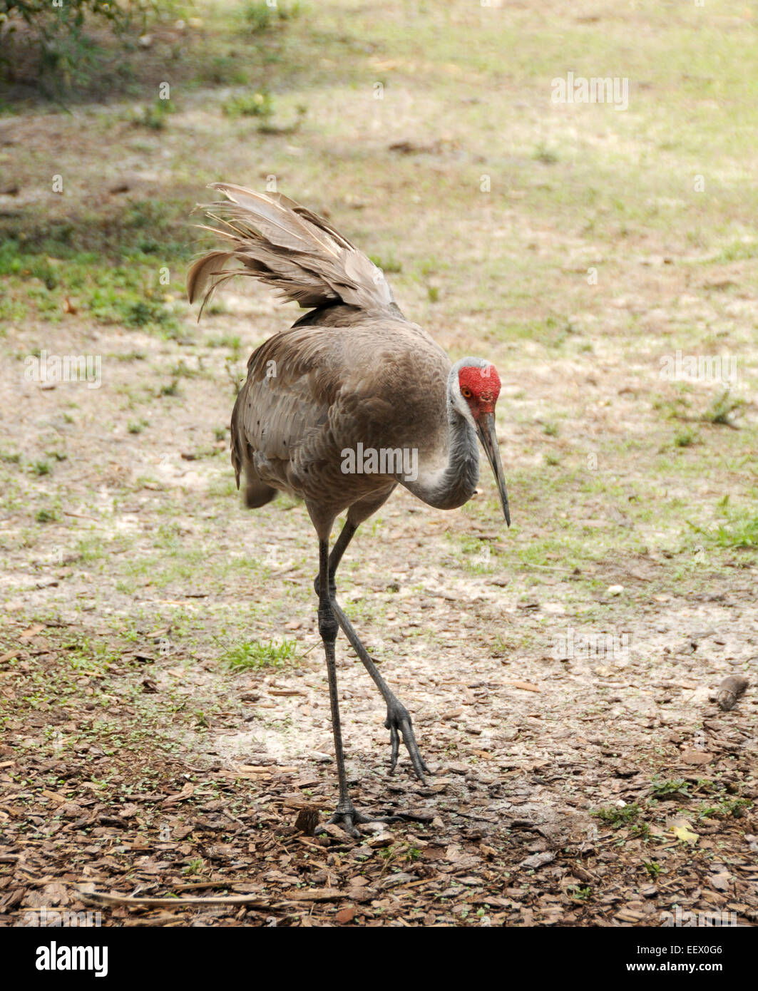 Sandhill crane seen in the Florida Everglades Stock Photo - Alamy